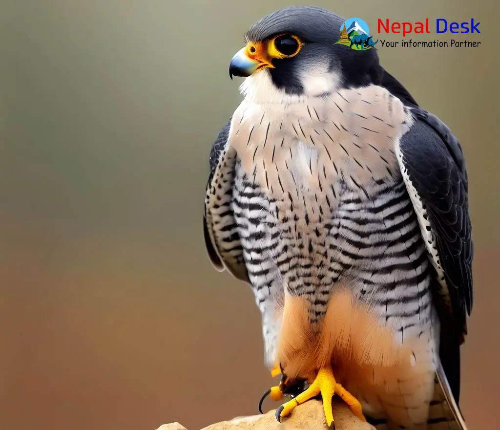 Amur Falcon: A Magnificent Migratory Bird | Nepal Desk